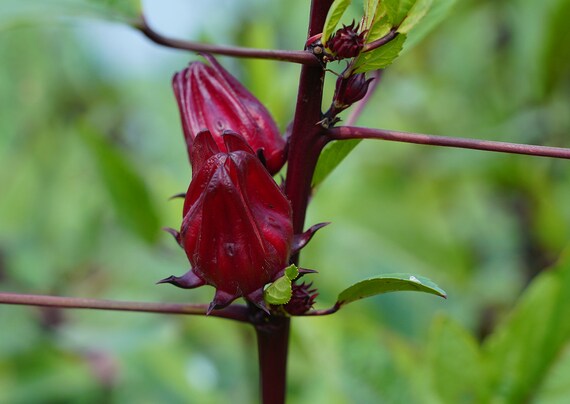 Red Sorrel Plant