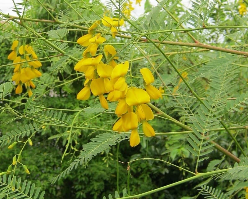 50 Sesbania Sesban Seeds, , Rattle Pod Seeds, River Bean Tree , Free ...