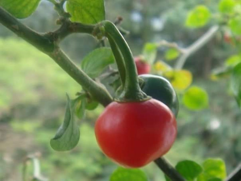 20 Dalle Khursani Chilli Seeds Akabare Khursani Red Cherry - Etsy Canada