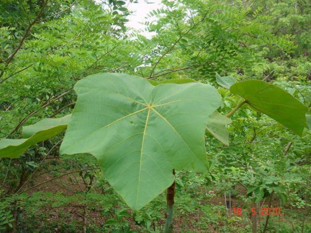 25 Balsa Wood Tree Seeds. Ochroma Lagopus Seeds Ochroma - Etsy