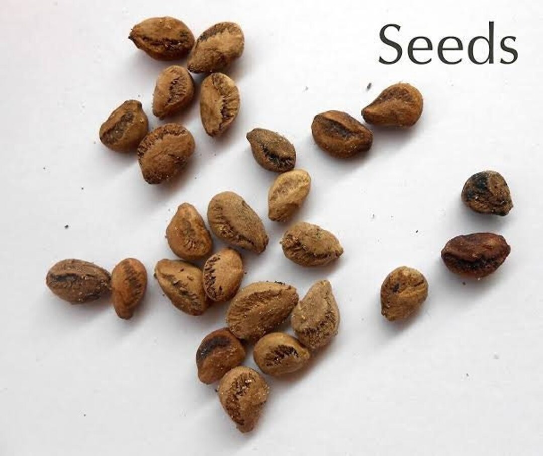 10 Kigelia africana Seeds Sausage tree Seeds - Etsy Portugal