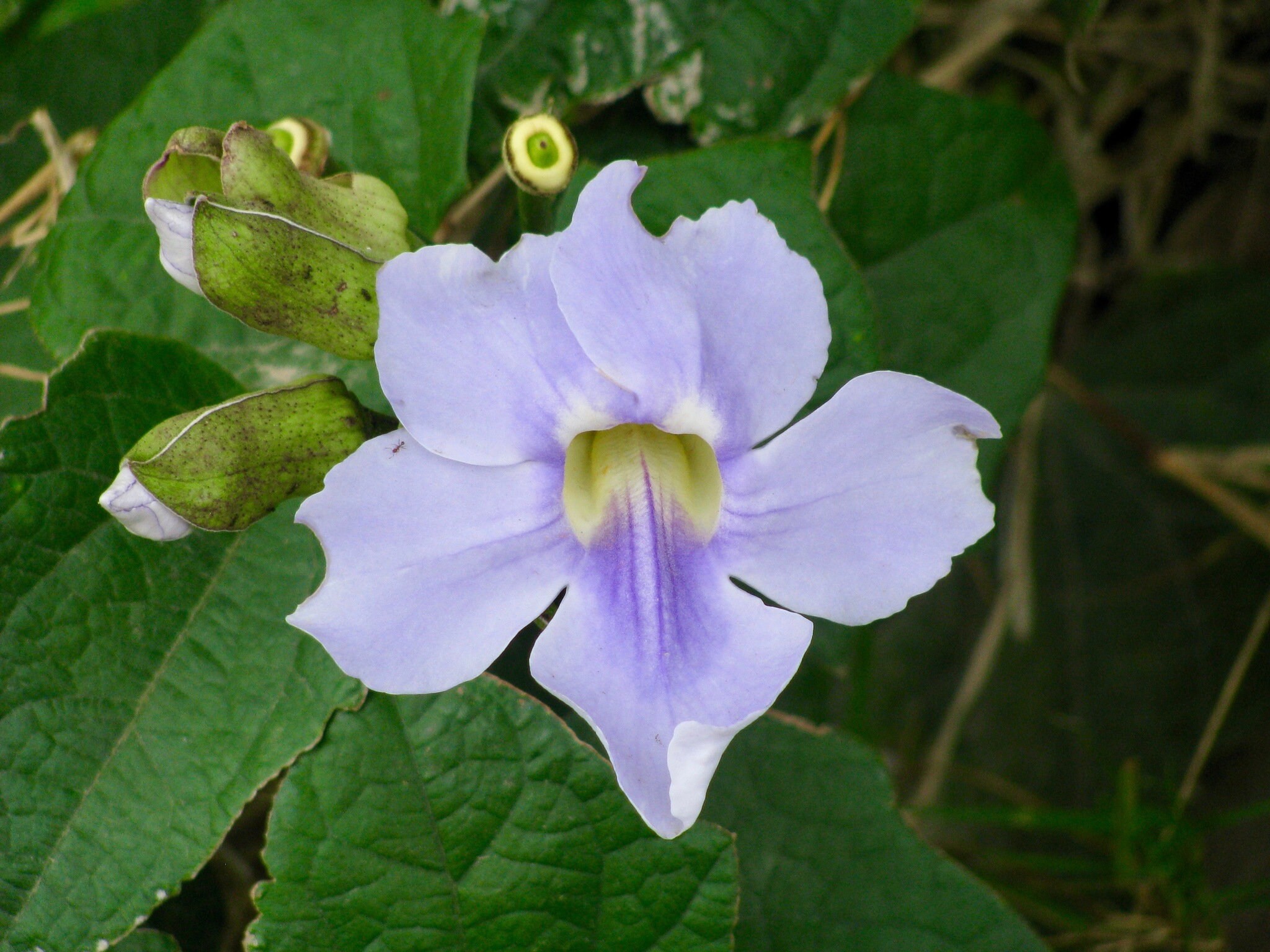 Thunbergia Grandiflora Alba