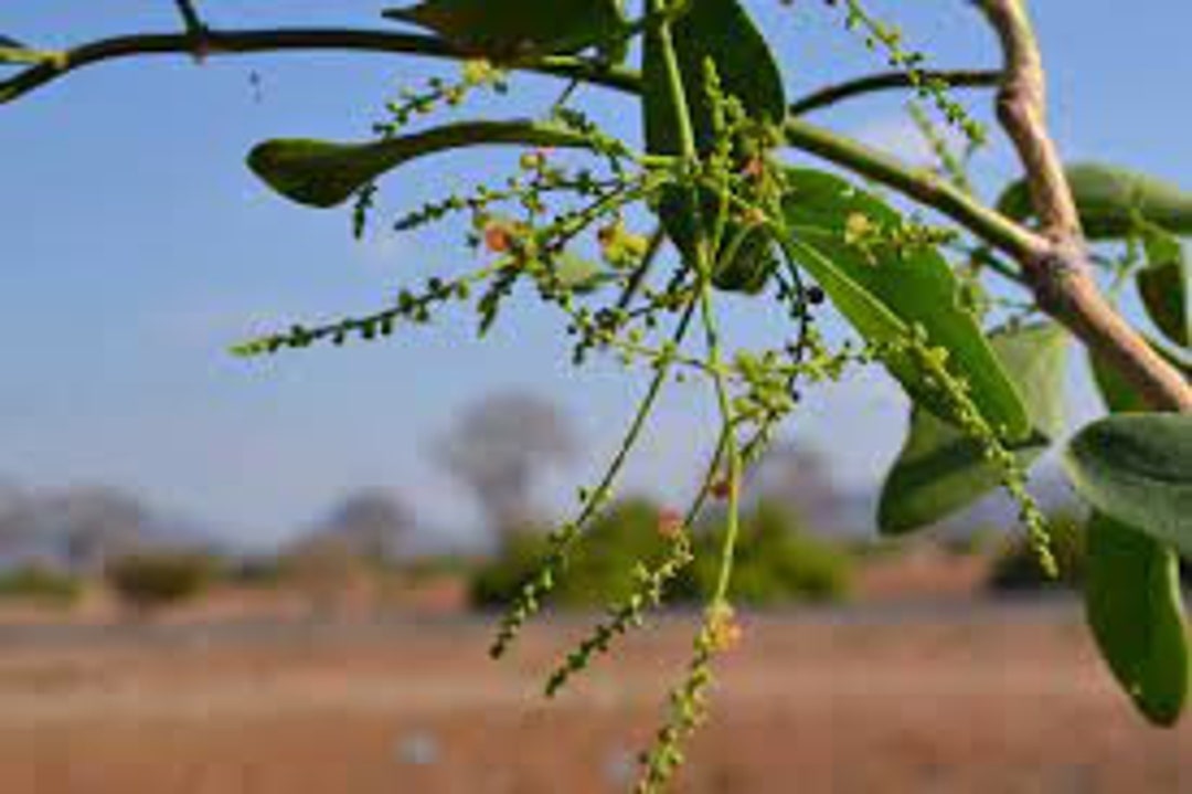25 Toothbrush Tree, Mustard Tree, Salt Brush Tree, Salvadora Persica ...