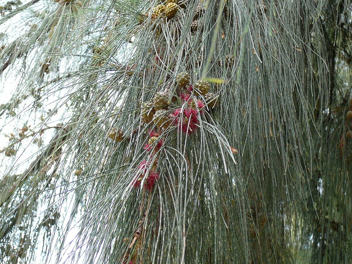 50 Casuarina Equisetifolia Seeds, Beach Sheoak, Horsetail Beefwood ...