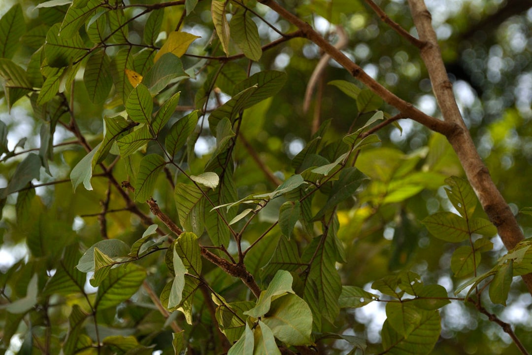 25 Stereospermum Suaveolens Seeds Patala Tree Seeds - Etsy