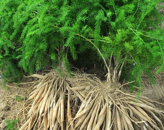 Mary Washington Asparagus Seeds Packet of 10 Seeds Palm - Etsy