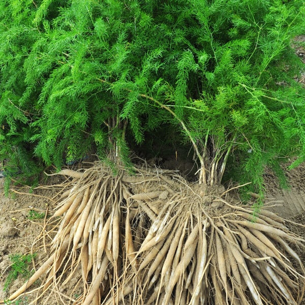 Asparagus Seeds - Etsy