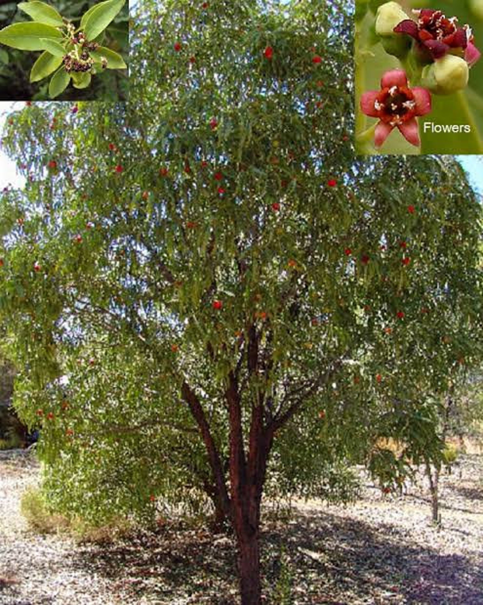 25 Santalum Album Seeds ,sandalwood Tree Seeds - Etsy
