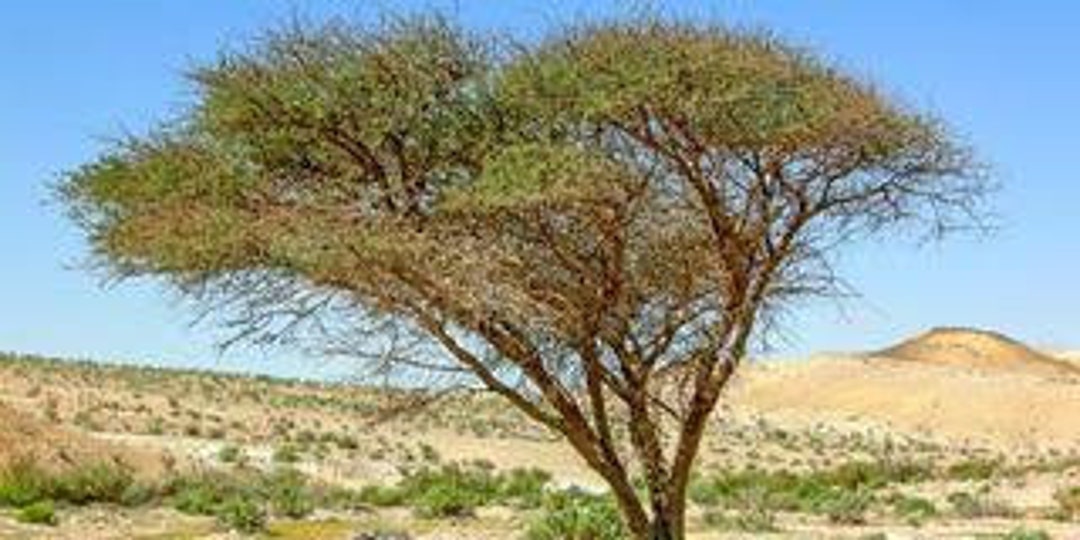 10 Acacia Seyal Seeds, Vachellia Seyal Shittah Tree Seeds - Etsy