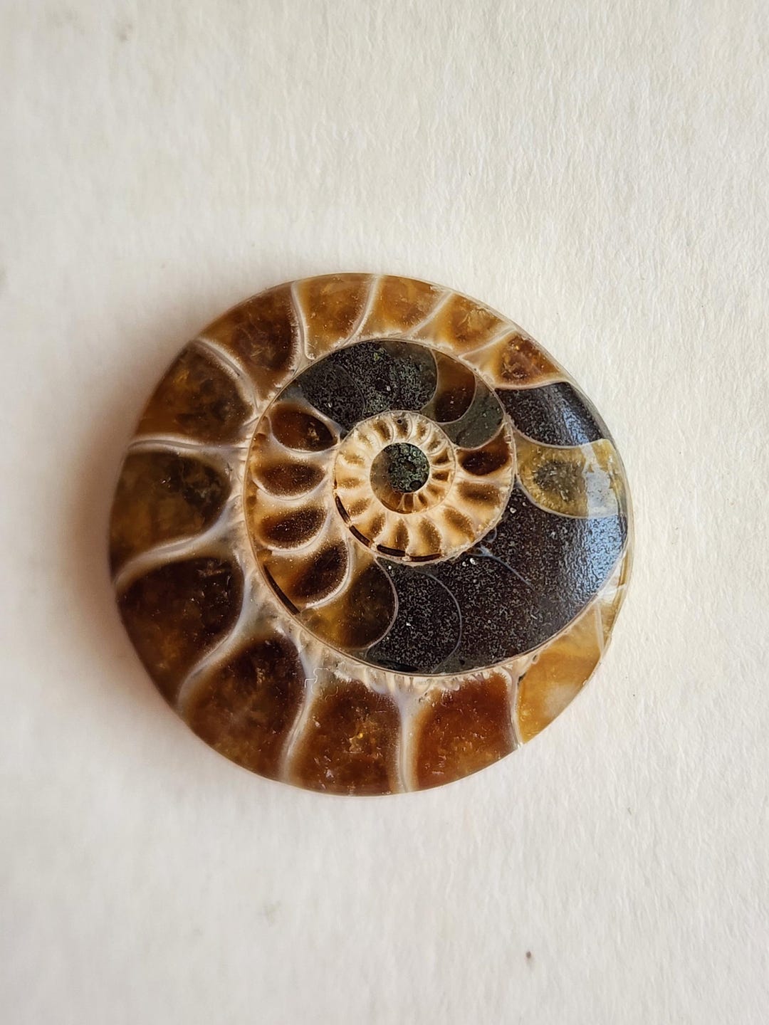 Ammonite Cabochon, Natural Ammonite,round Shape Gemstone, Nice Colour ...