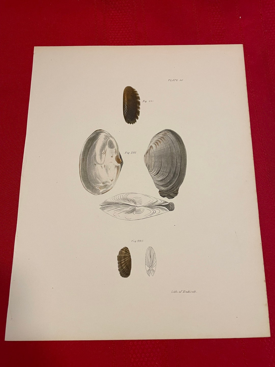 Hand Colored Lithographs X 2, Book Plates, Artist James E. Dekay ...