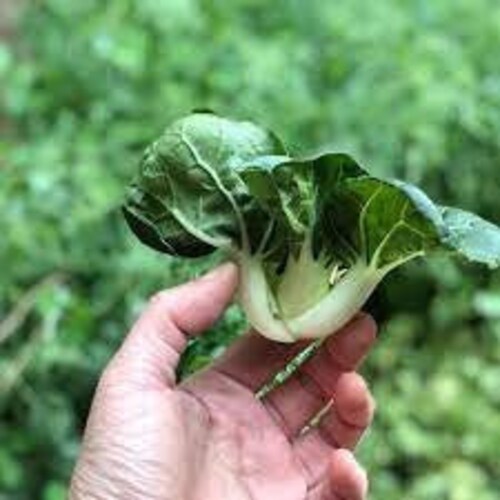 500 White Stem Baby Pak Choi Seeds, Nail Bai Cai, Dwarf Bok Choy, Asian ...
