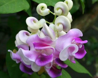 21 Snail Vine Seeds for Sale ( 21 Seeds / Package) - Etsy
