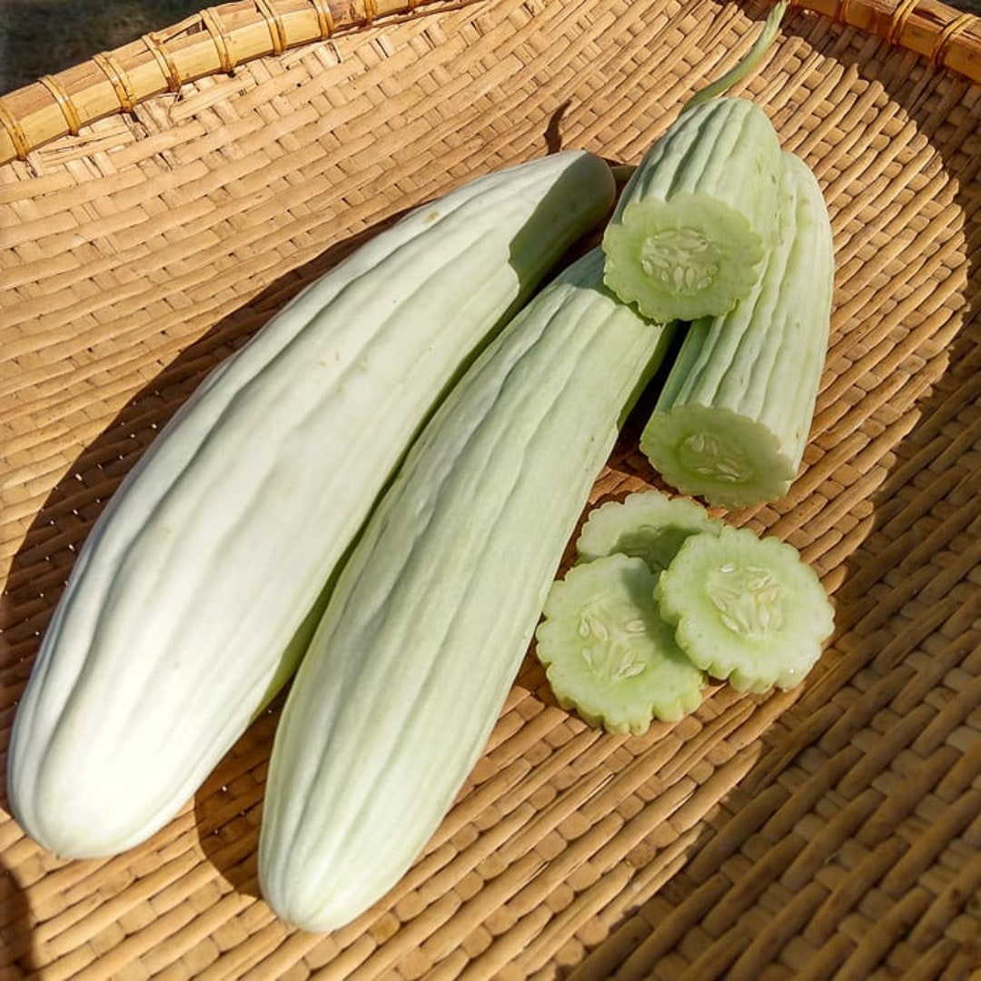 Armenian Duke Cucumber Seeds - Etsy