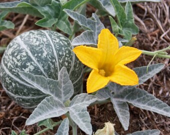 Seeds for Planting, Cucurbita Palmata Seeds, Coyote Gourd, Coyote Melon ...