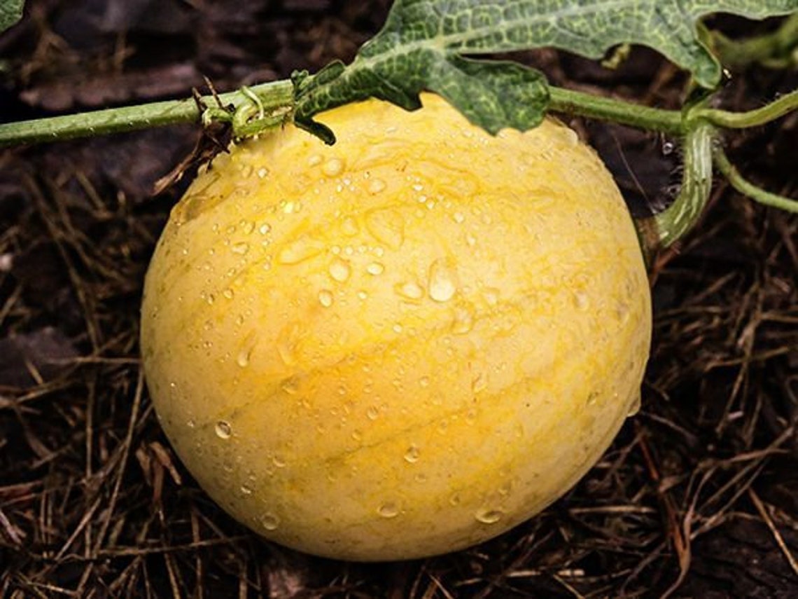 Lemon Drop Watermelon Seeds | Etsy