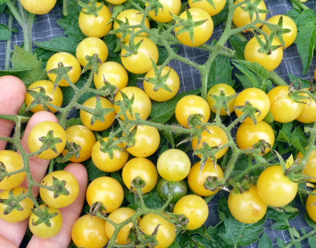 Coyote Microberry Tomato Seeds - Etsy