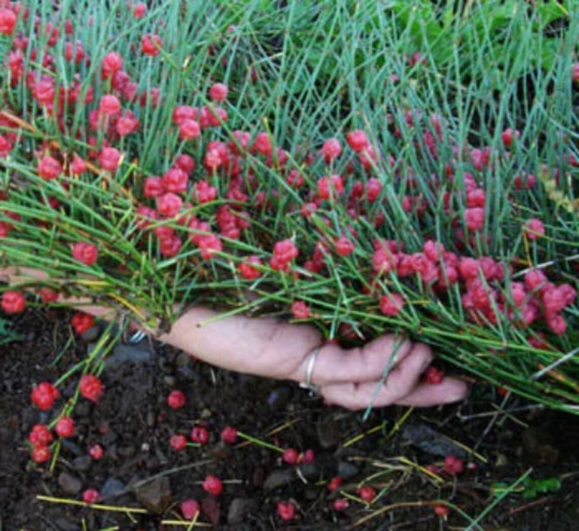 Ma Hua Ng Seeds - Etsy