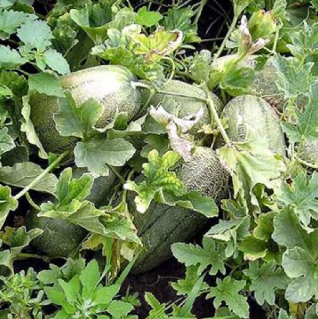 Green Striped Pickling Melon Seeds - Etsy