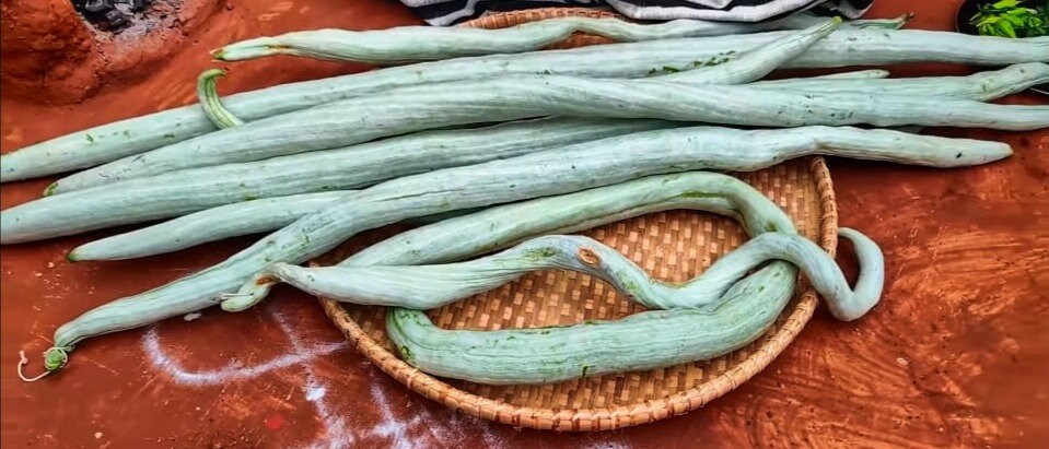 Long Snake Gourd Seeds - Etsy