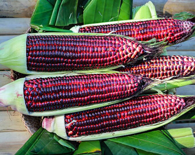 Asian Red Waxy Chinese Sweet Corn Seeds - Etsy