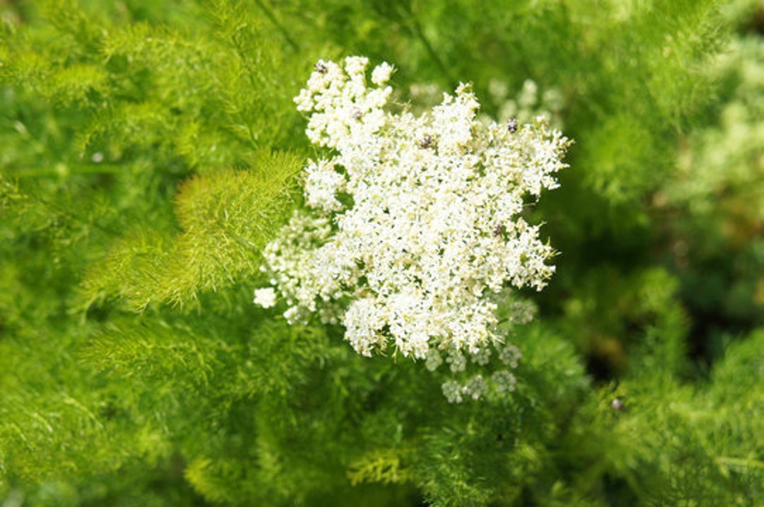 Spignel Seeds - Etsy