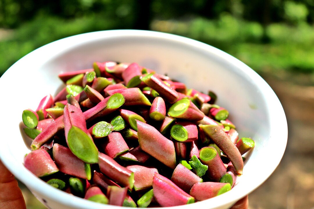 Red Swan Bush Bean Seeds - Etsy