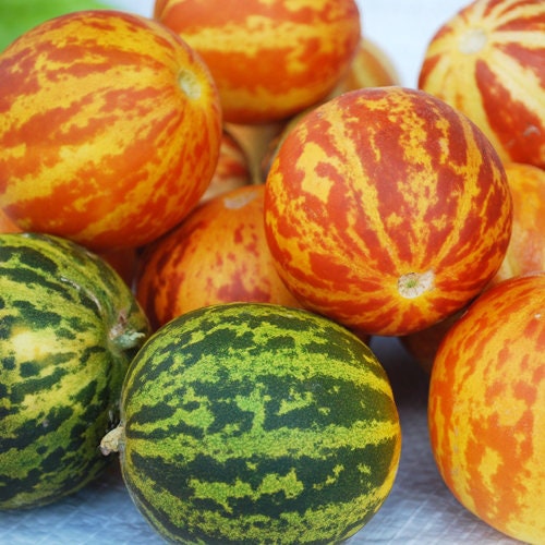 Queen Anne Pocket Melon Seeds - Etsy