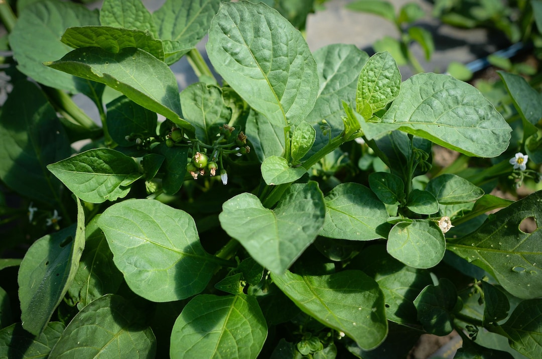 Green Fruit Njama Njama Seeds - Etsy