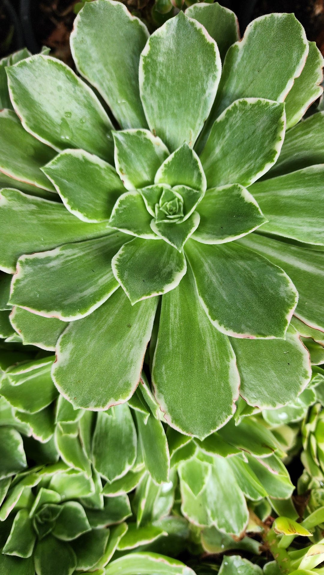 Aeonium Orion Rooted in 4 Inch Pot - Etsy