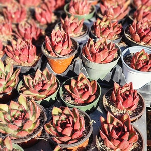 Echeveria Agavoides Scarlet - Etsy