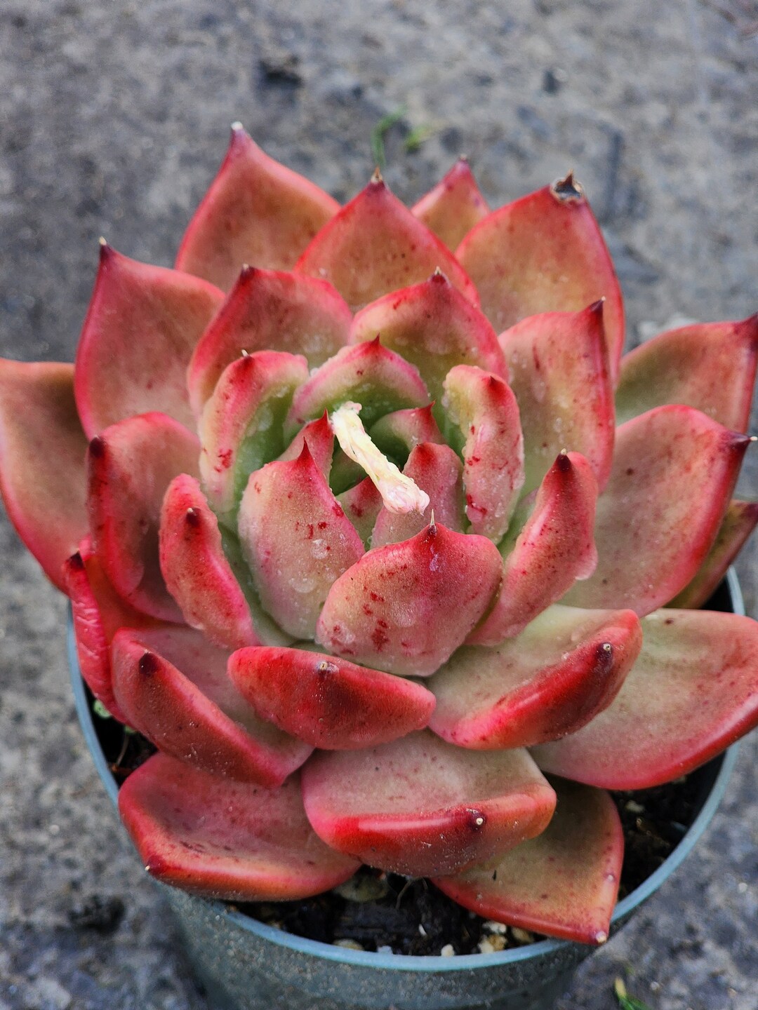 Echeveria Agavoides Scarlet - Etsy