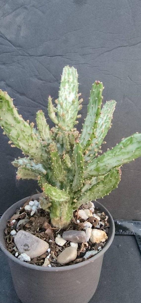 Opuntia Monacantha Variegata - Etsy