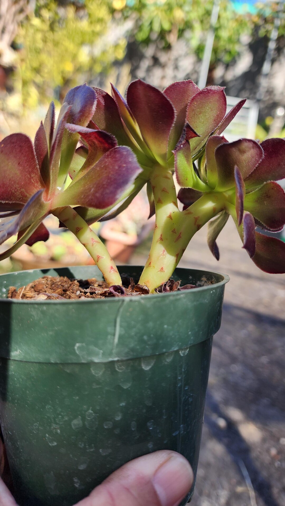 Crested Aeonium Velour in 4 Inch Pot - Etsy