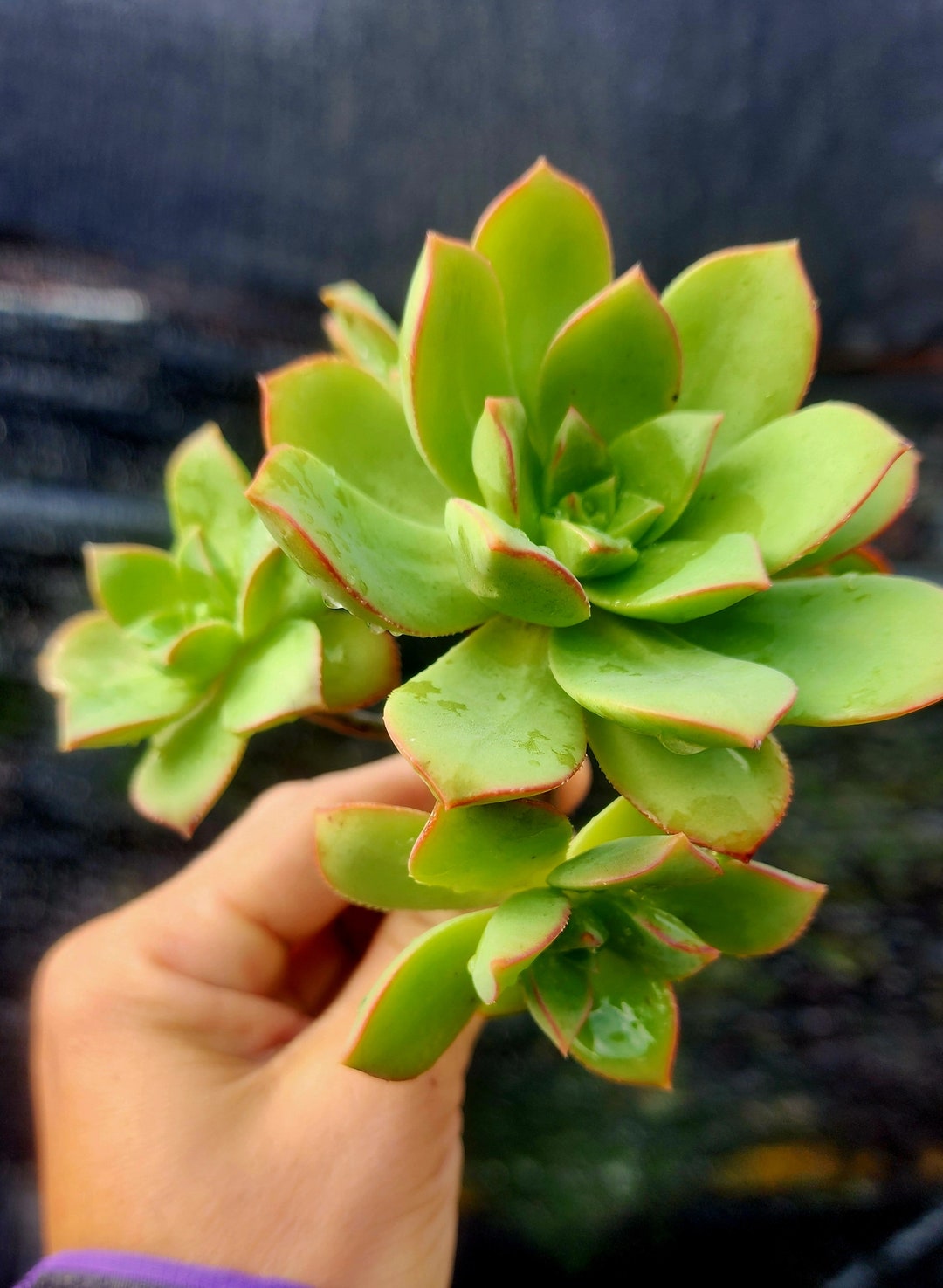 Aeonium Pinwheel Cluster Cutting - Etsy