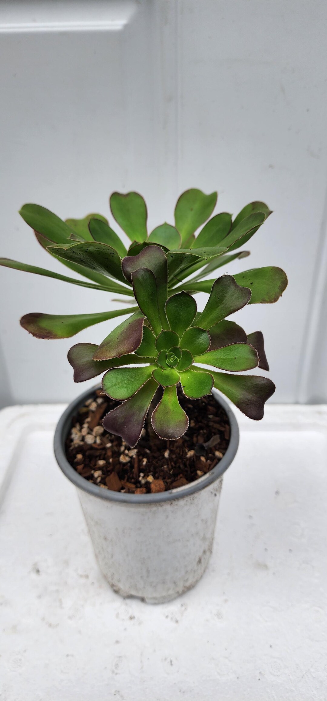 Aeonium Voodoo in 4 Inch Pot - Etsy