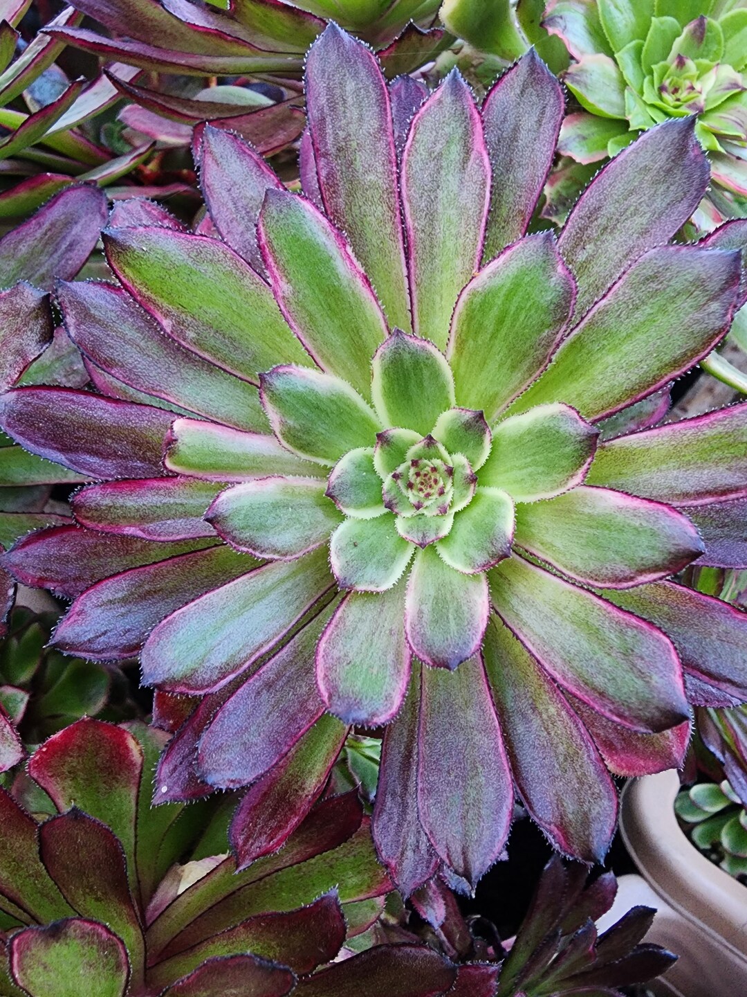 Aeonium Ink Painting Cutting - Etsy