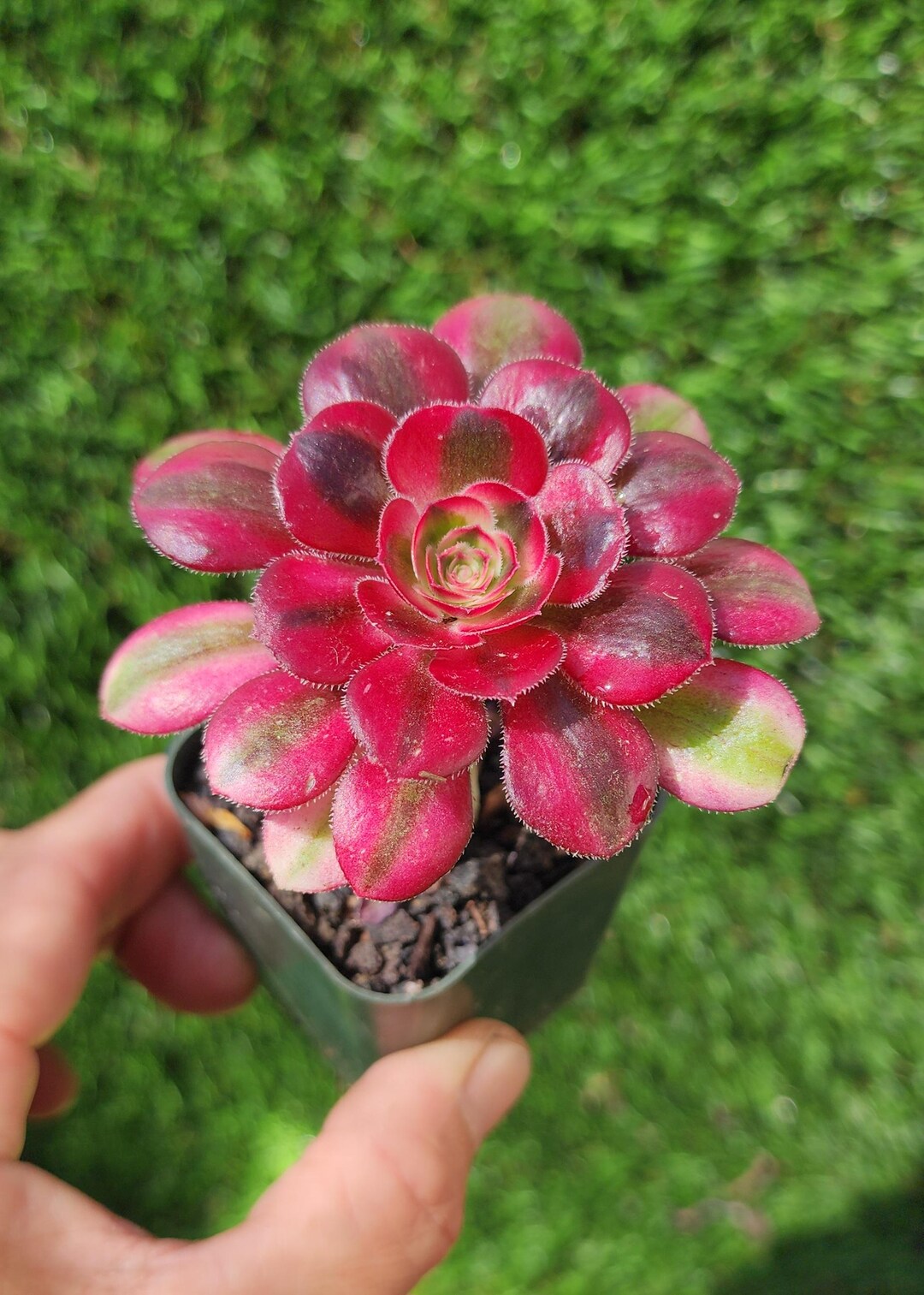 Aeonium Chanel in 2 Inch Pot Rooted - Etsy