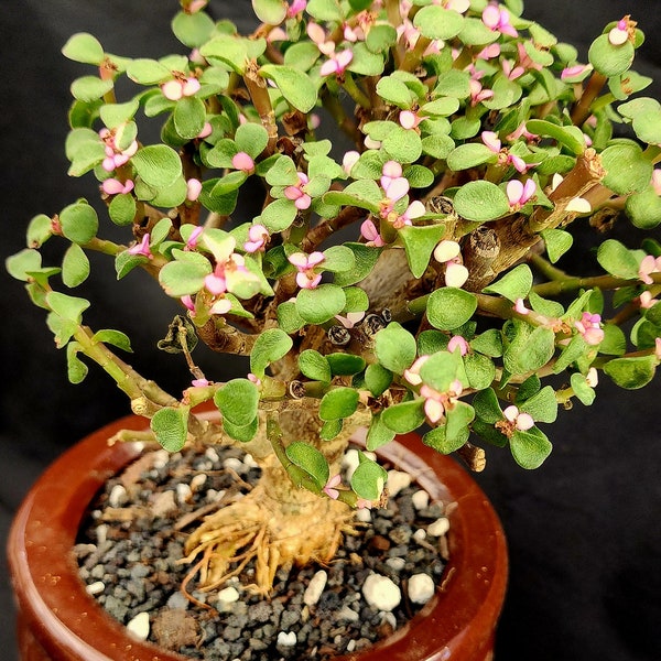 Candy Jade - Etsy