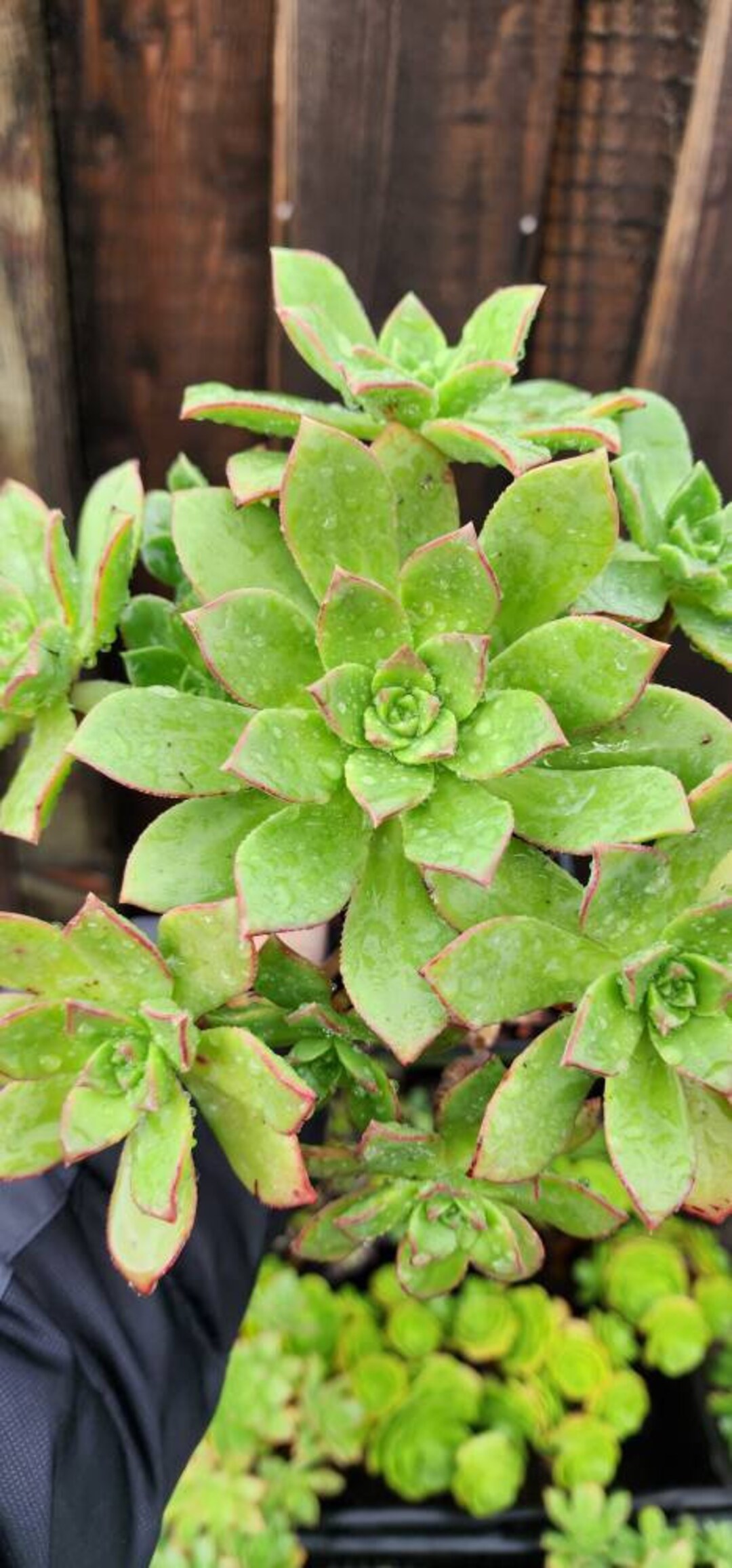 Cluster of Aeonium Haworthii pinwheel - Etsy
