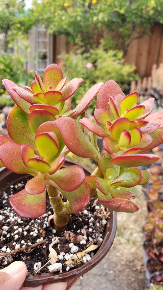 Crosby Compact Jade/dwarf Jade/baby Jade | Etsy