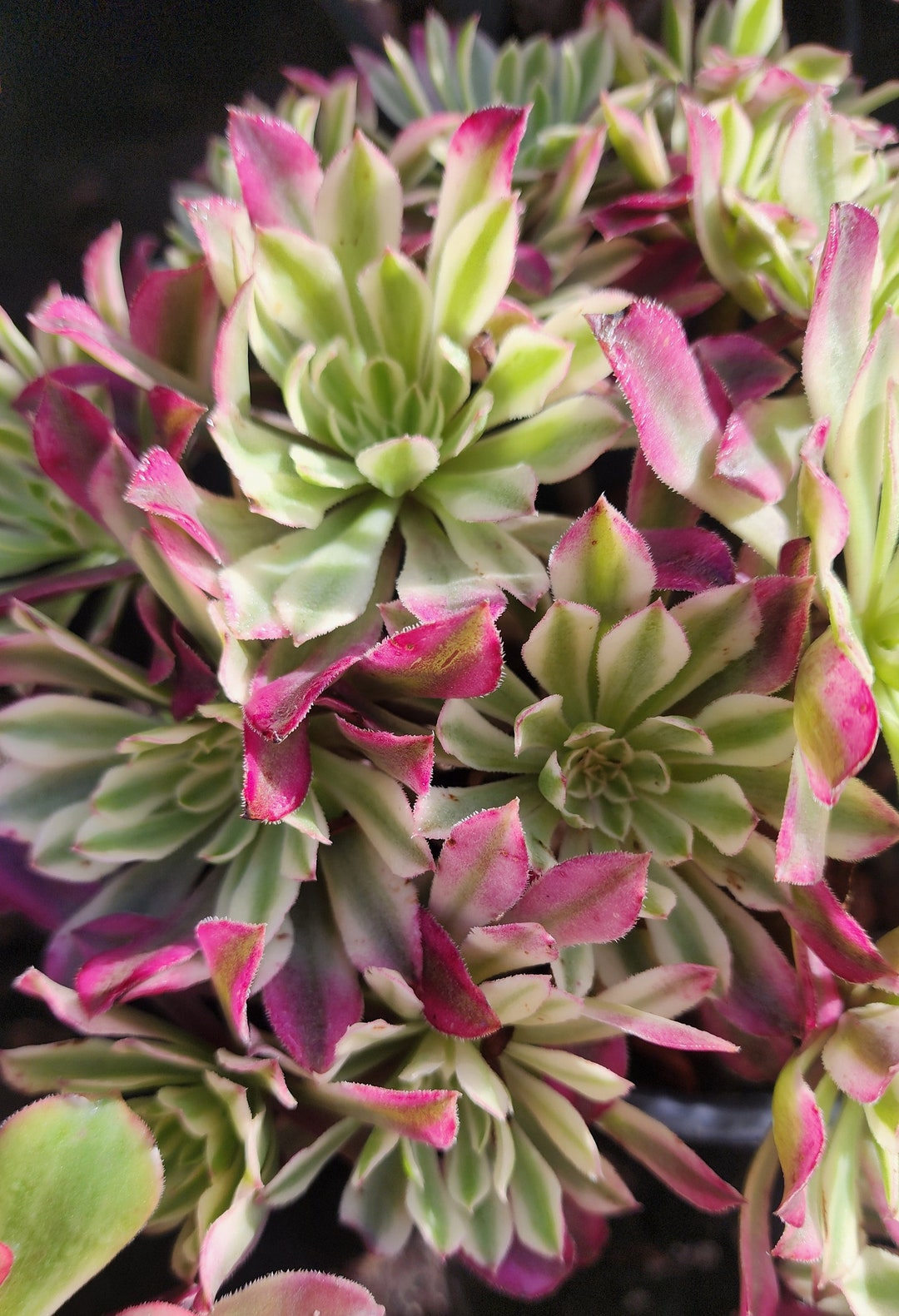 Aeonium Fairy Ink Cutting - Etsy