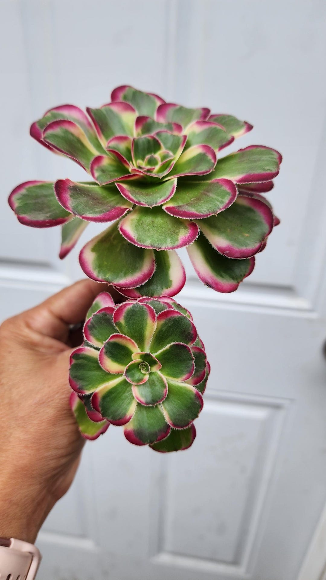 Aeonium Chanel Cutting - Etsy