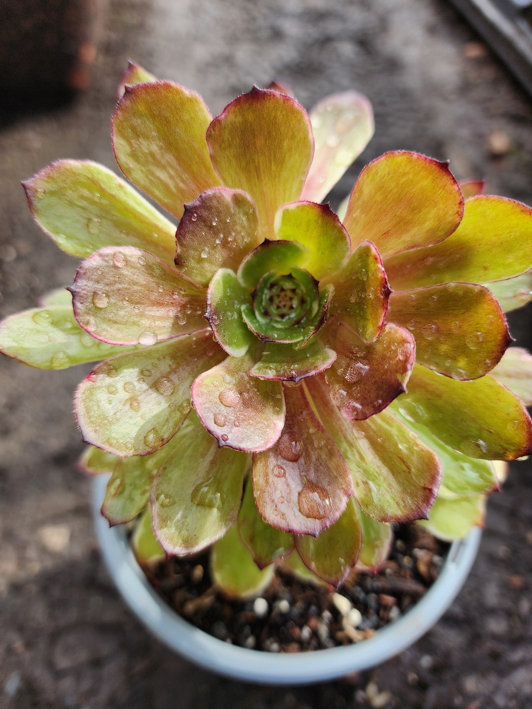 Aeonium Poison Ink in 4inch Pot - Etsy