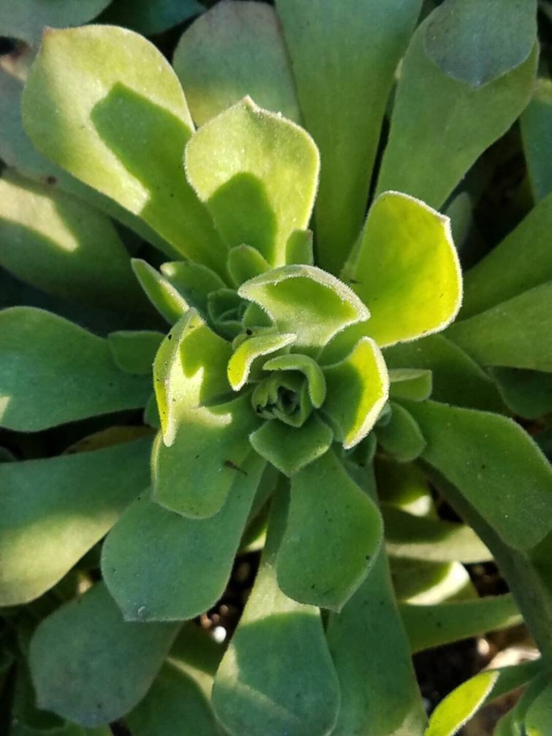 1 Unrooted Cutting of Aeonium Goblin - Etsy