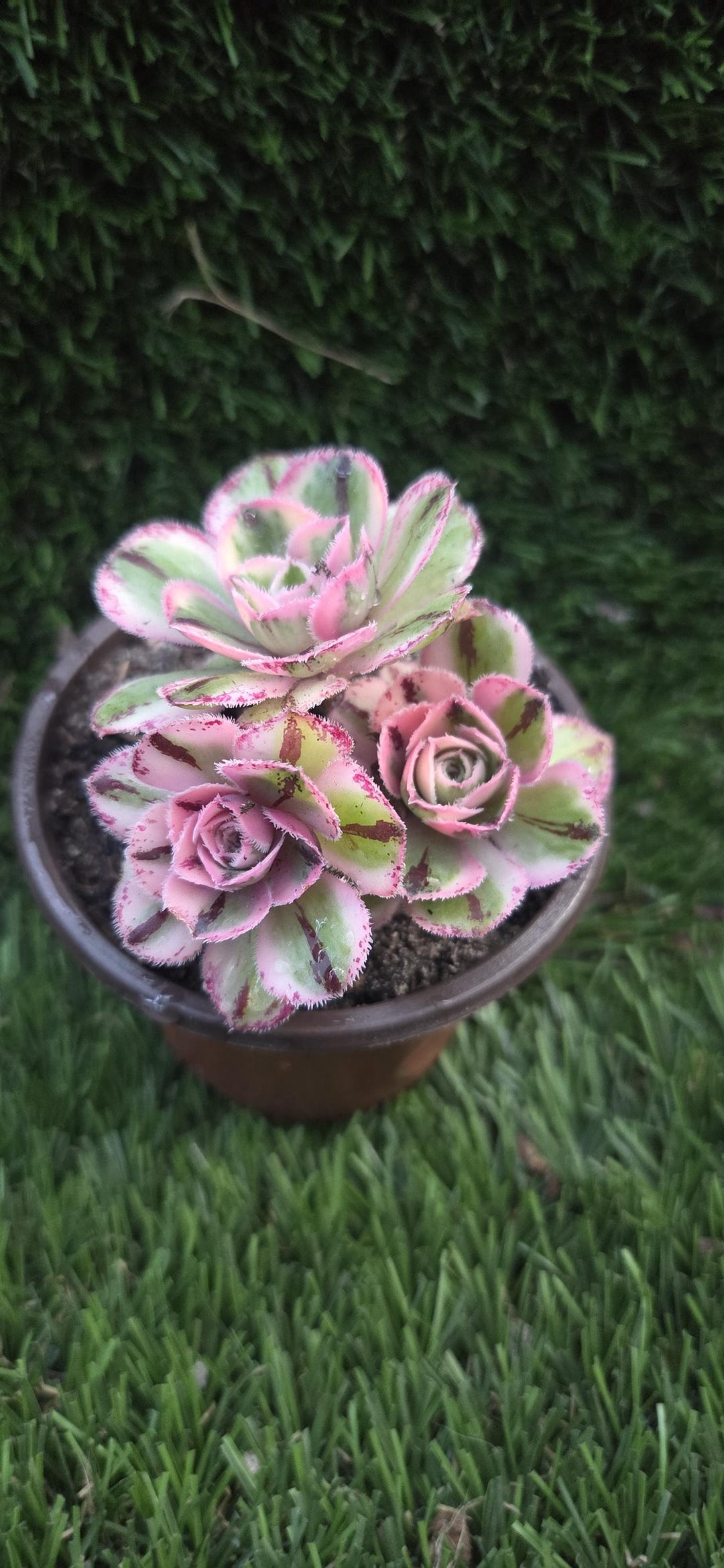 Aeonium Marnier Lapostolle Var Small Heads - Etsy