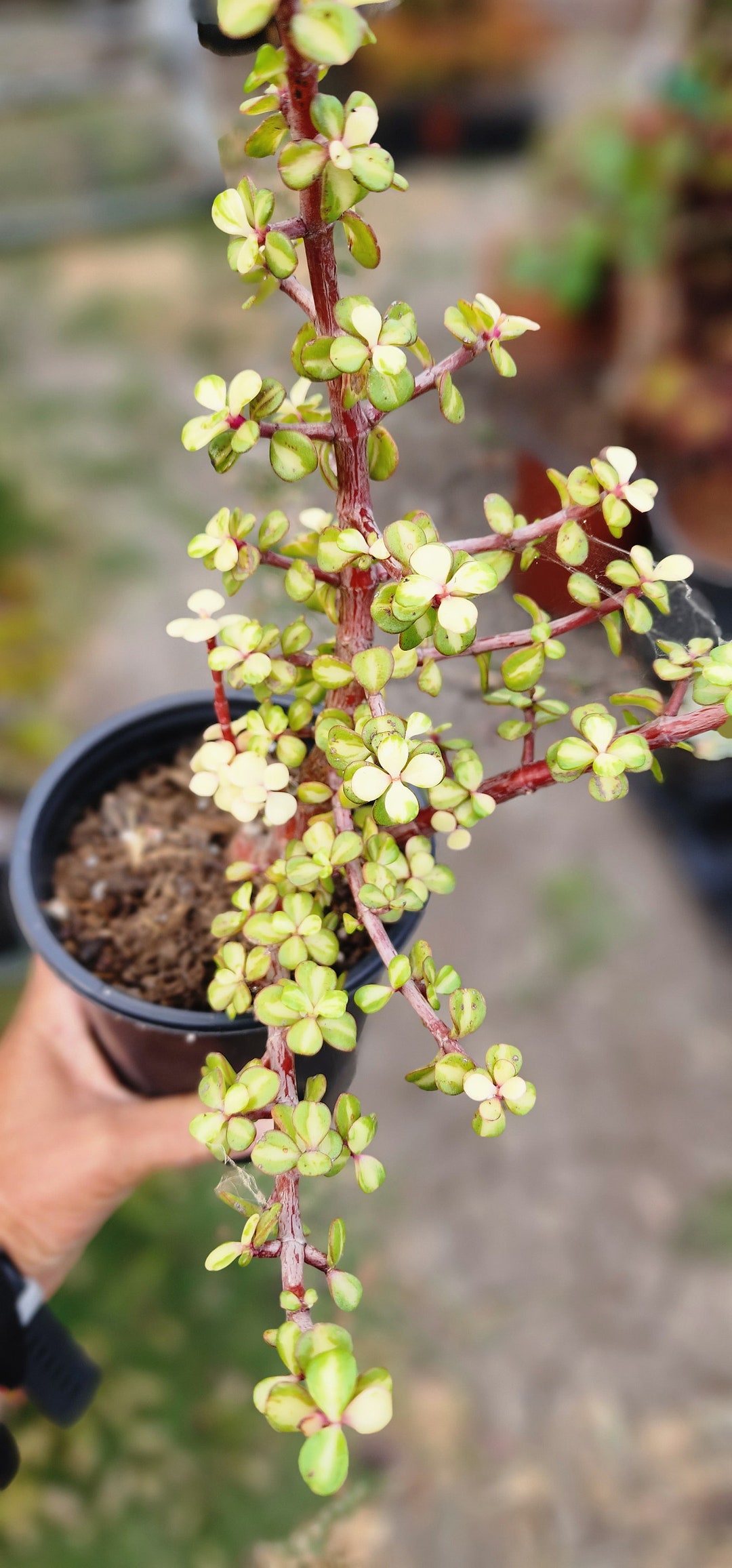 Portulacaria Afra Kaleidoscope in 4 Incj Pot - Etsy
