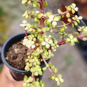 Portulacaria Afra Kaleidoscope in 4 Incj Pot - Etsy