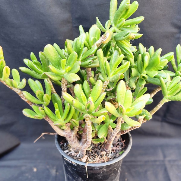 Crassula Ovata - Etsy