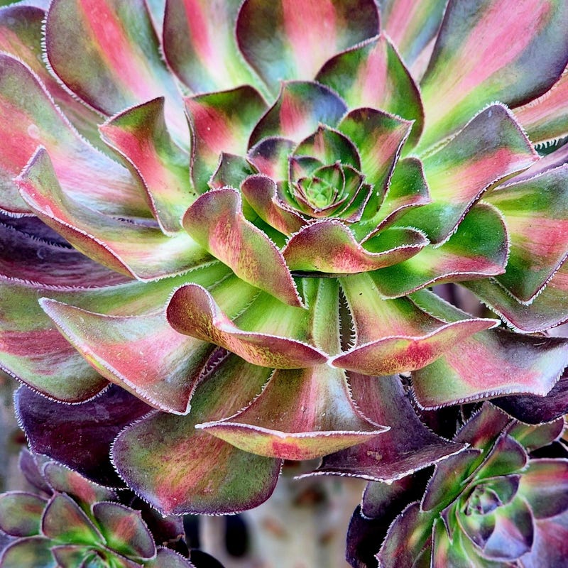 Aeonium - Etsy